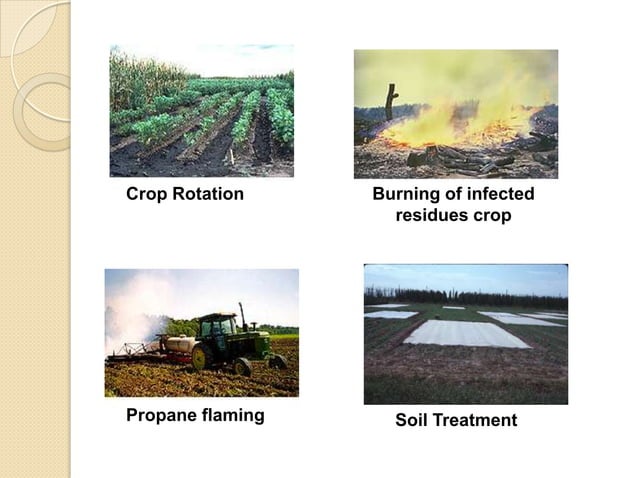 Principles of plant disease management | PPTX | Infectious Diseases ...