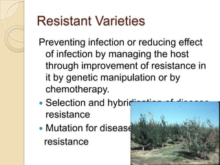 Principles of plant disease management | PPTX