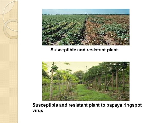 Principles of plant disease management | PPTX | Infectious Diseases ...