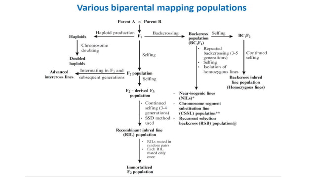 QTL MAPPING AND APPROACHES IN BIPARENTAL MAPPING POPULATIONS.pptx