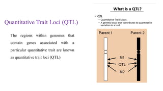QTL MAPPING AND APPROACHES IN BIPARENTAL MAPPING POPULATIONS.pptx