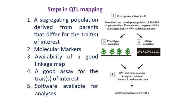 QTL MAPPING AND APPROACHES IN BIPARENTAL MAPPING POPULATIONS.pptx