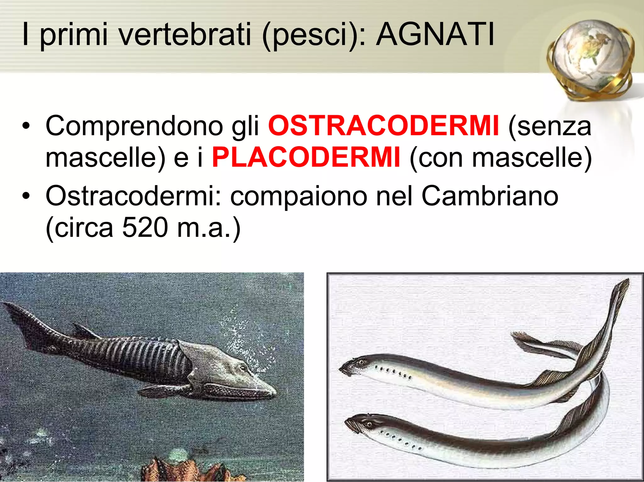 Pp97 Vertebrati | PPT