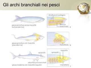 Pp97 Vertebrati | PPT | Biological Sciences | Science