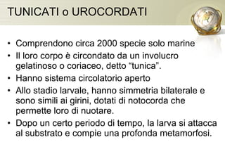 Pp97 Vertebrati | PPT