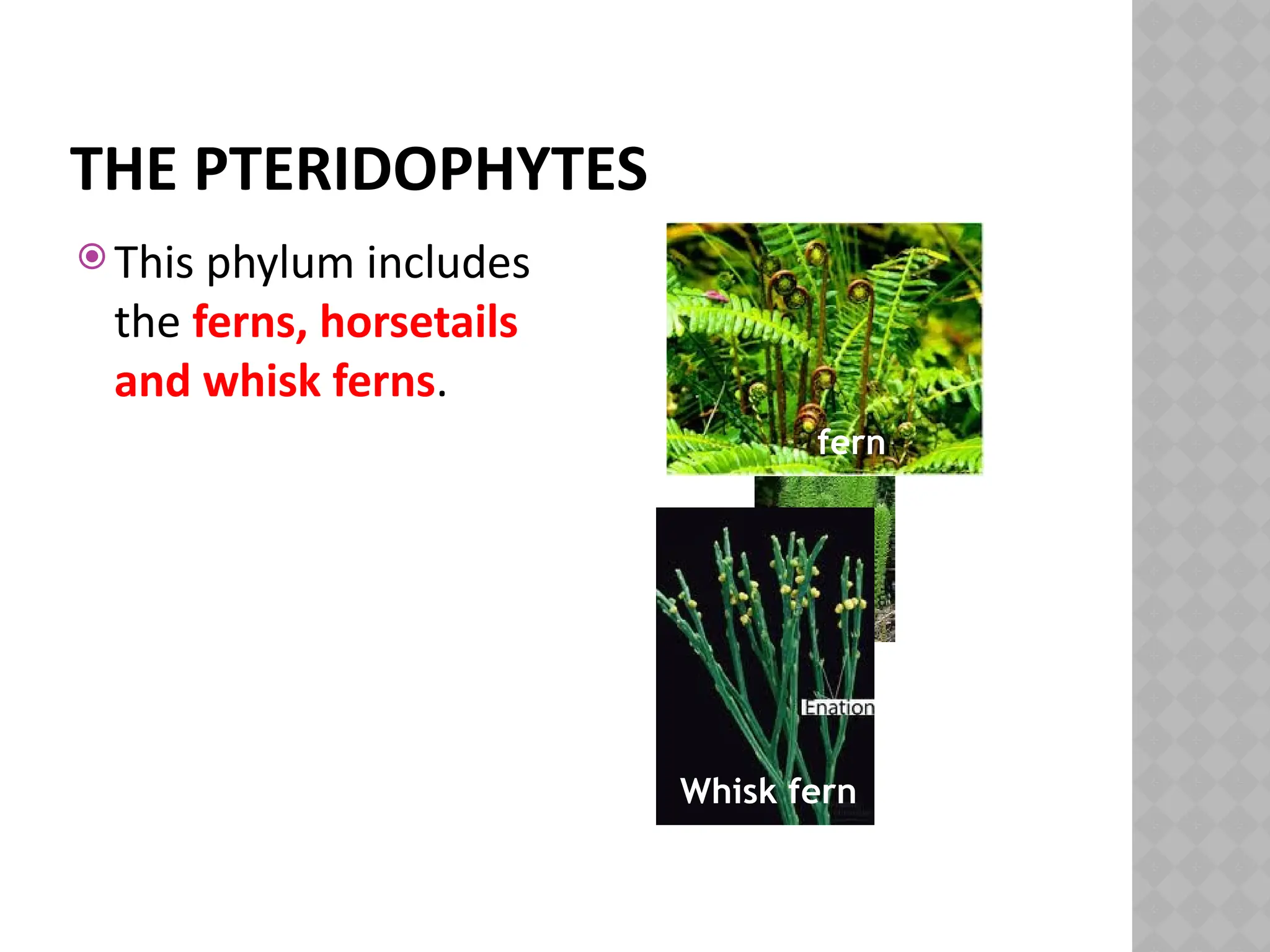 PP9 Biodiversity of Plants grade 11.pptx