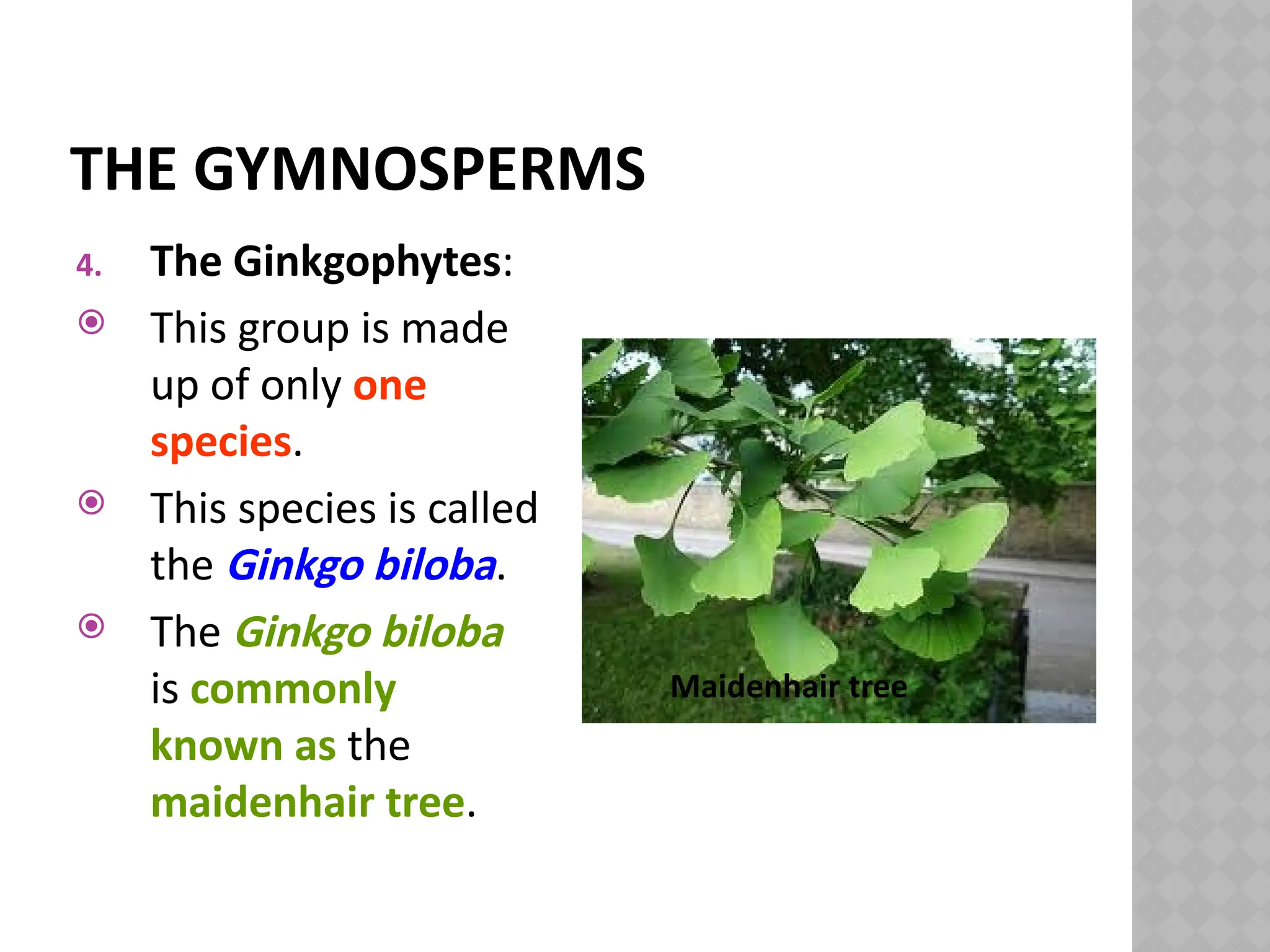 PP9 Biodiversity of Plants grade 11.pptx