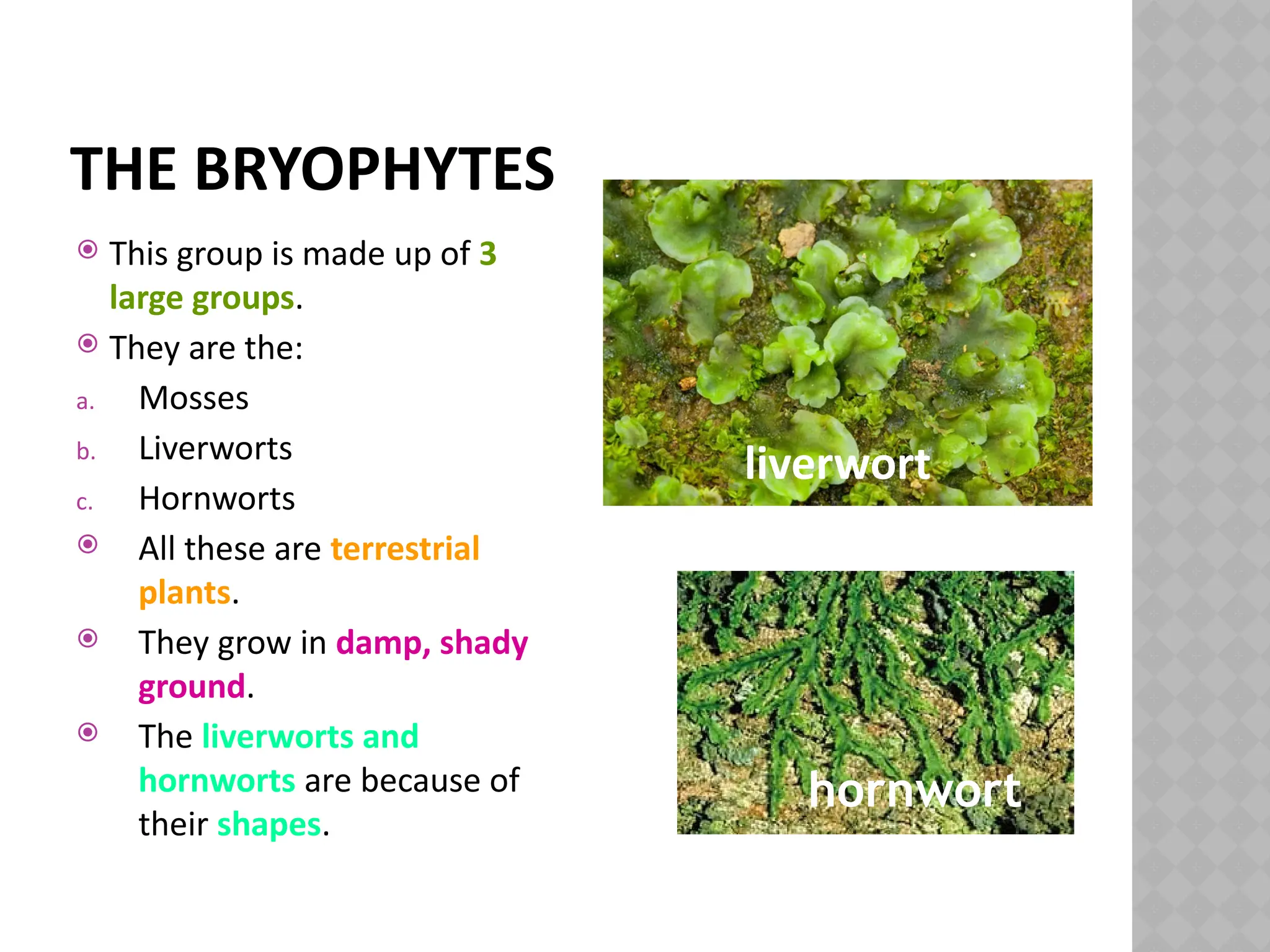 PP9 Biodiversity of Plants grade 11.pptx