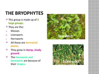 PP9 Biodiversity of Plants grade 11.pptx
