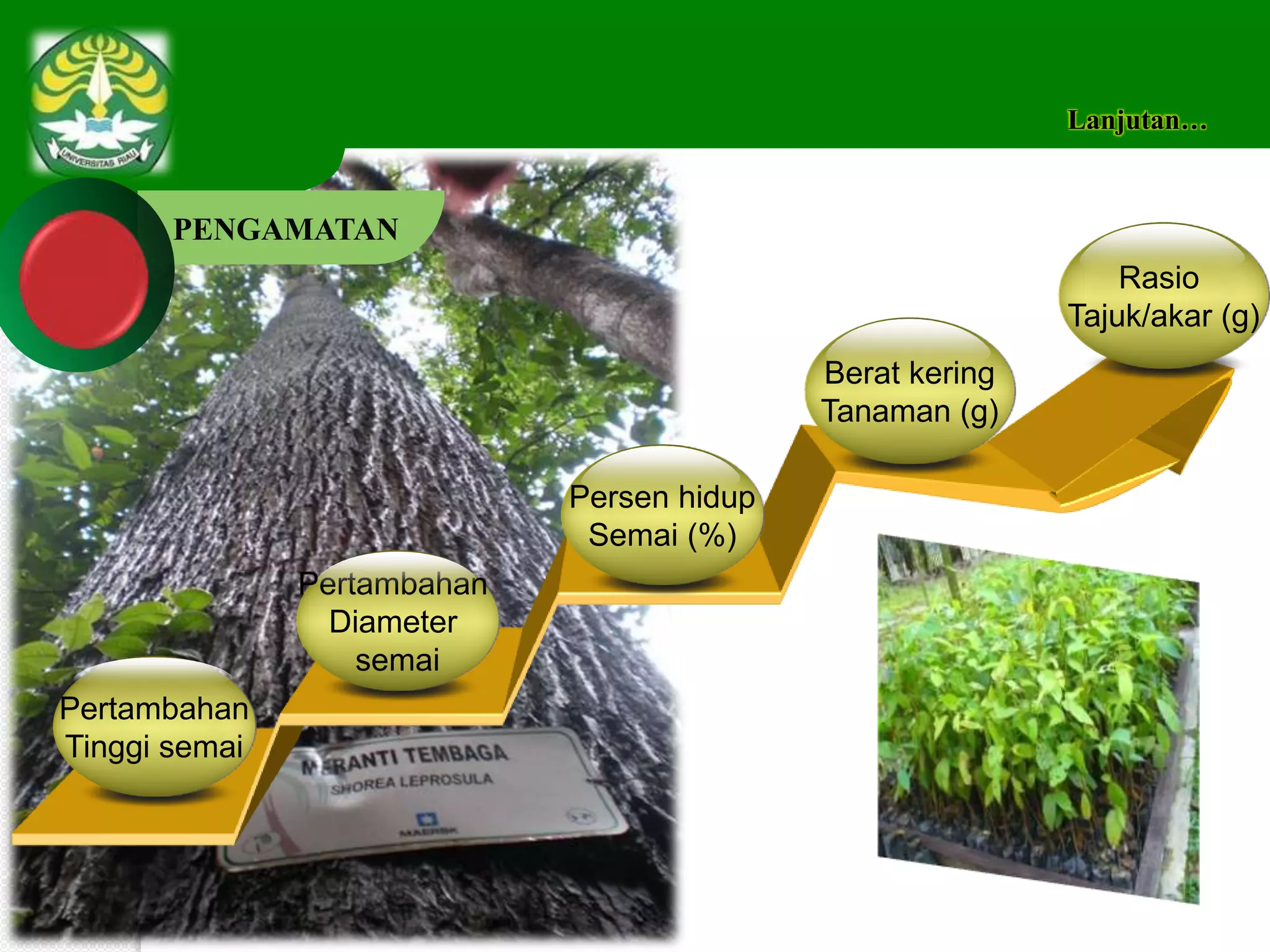 power point seminar penelitan Kehutanan UR (Budidaya) | PPTX