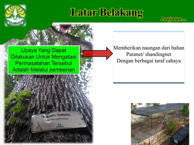 power point seminar penelitan Kehutanan UR (Budidaya) | PPT