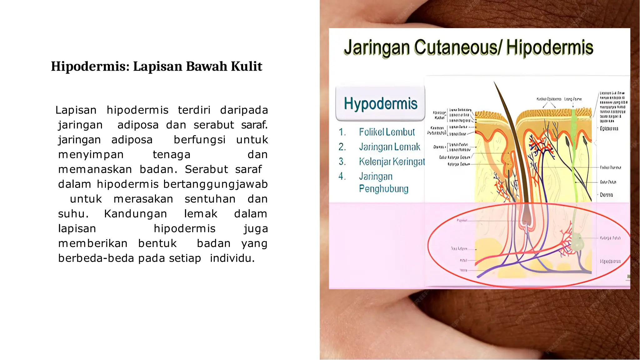 powerpoint anatomidan fisiologis kulit.pptx