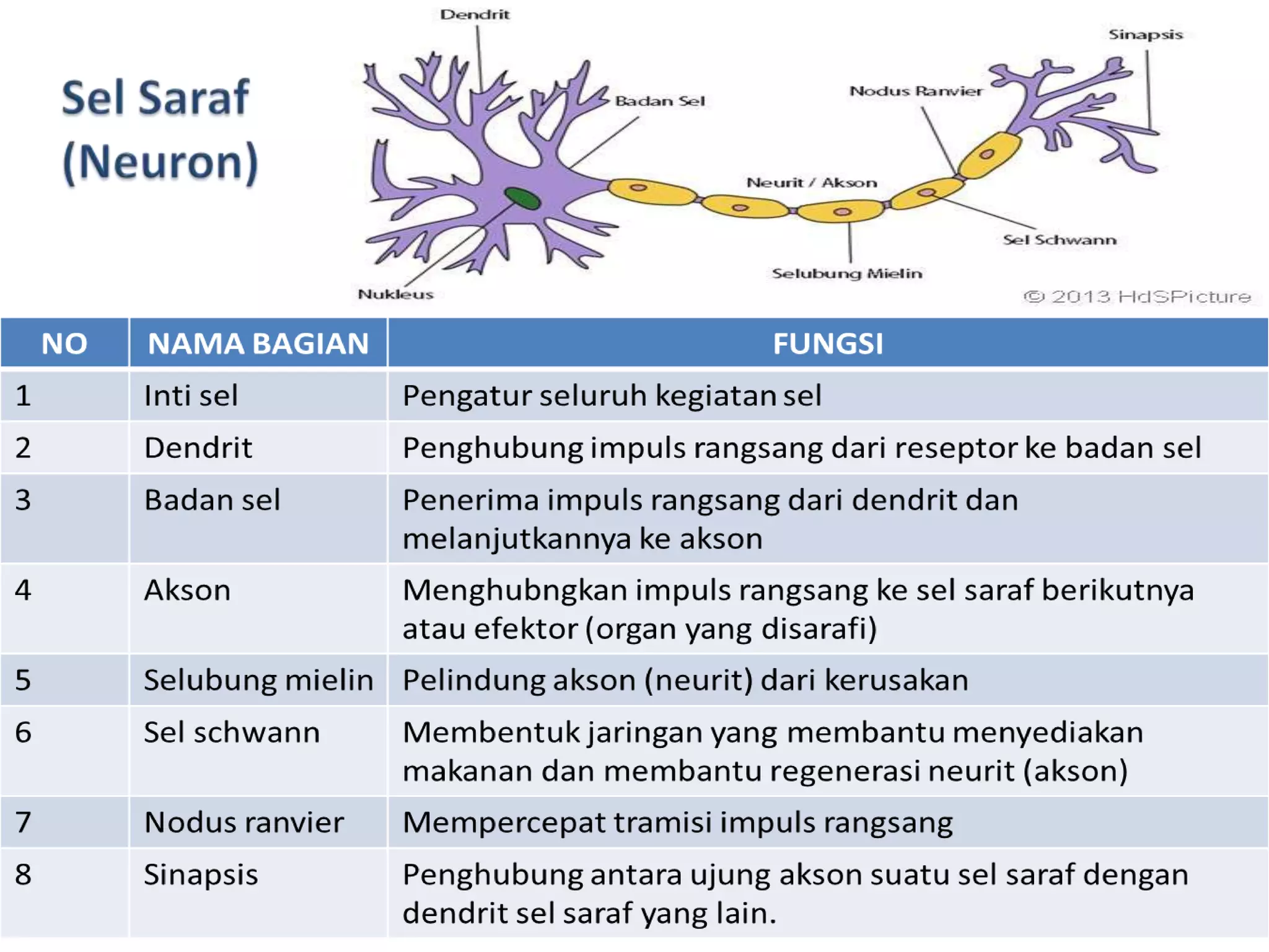 Anatomi Sistem Saraf | PPTX