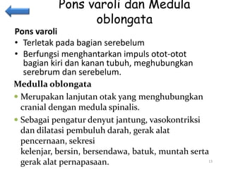 Anatomi Sistem Saraf | PPTX