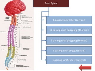 Anatomi Sistem Saraf | PPT