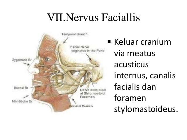 Anatomi Sistem Saraf