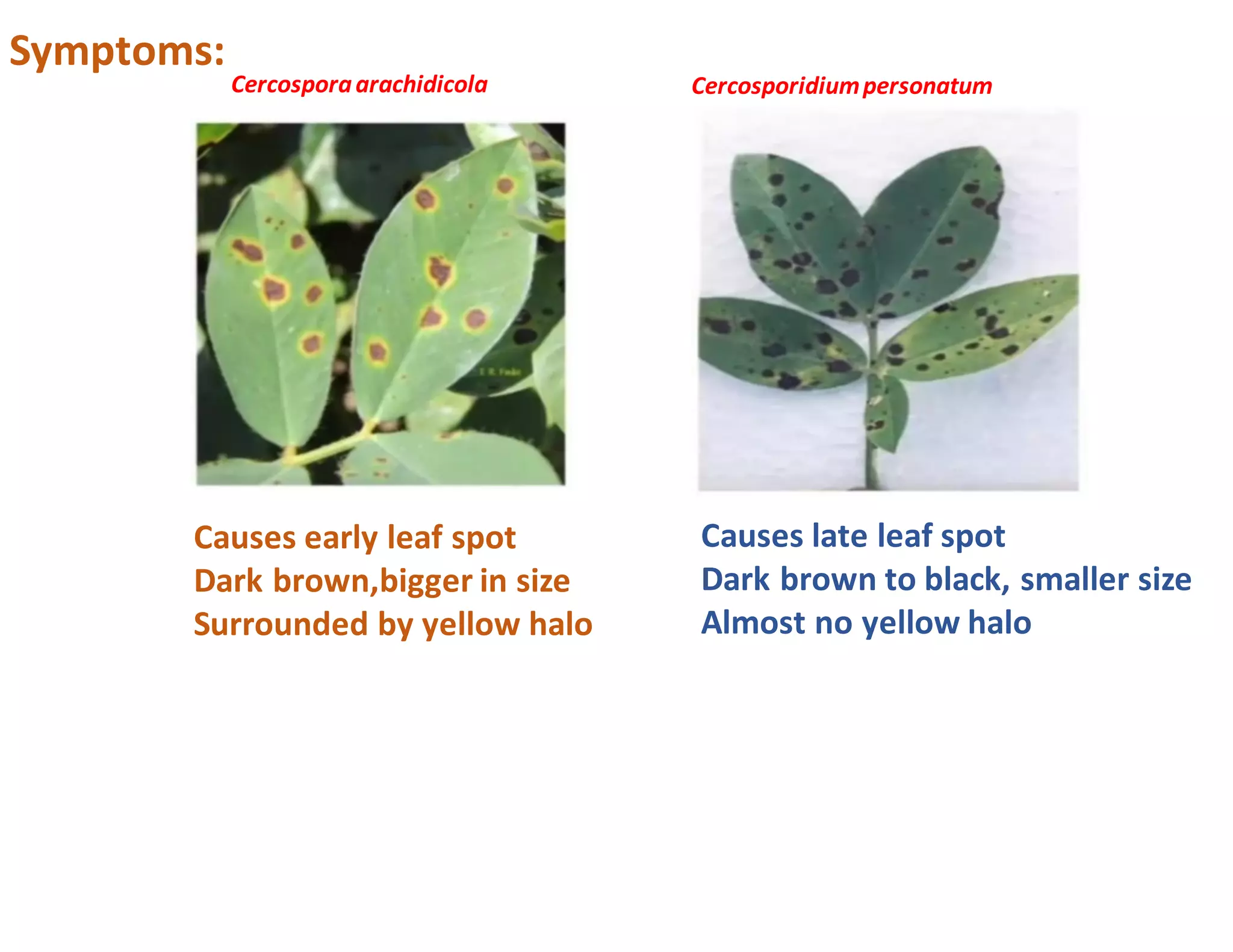 LEAF SPOT OR TIKKA DISEASE OF GROUNDNUT | PDF