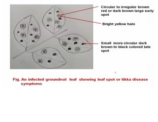 LEAF SPOT OR TIKKA DISEASE OF GROUNDNUT | PDF