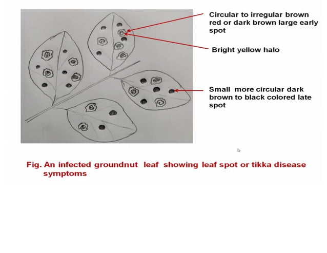 LEAF SPOT OR TIKKA DISEASE OF GROUNDNUT | PDF