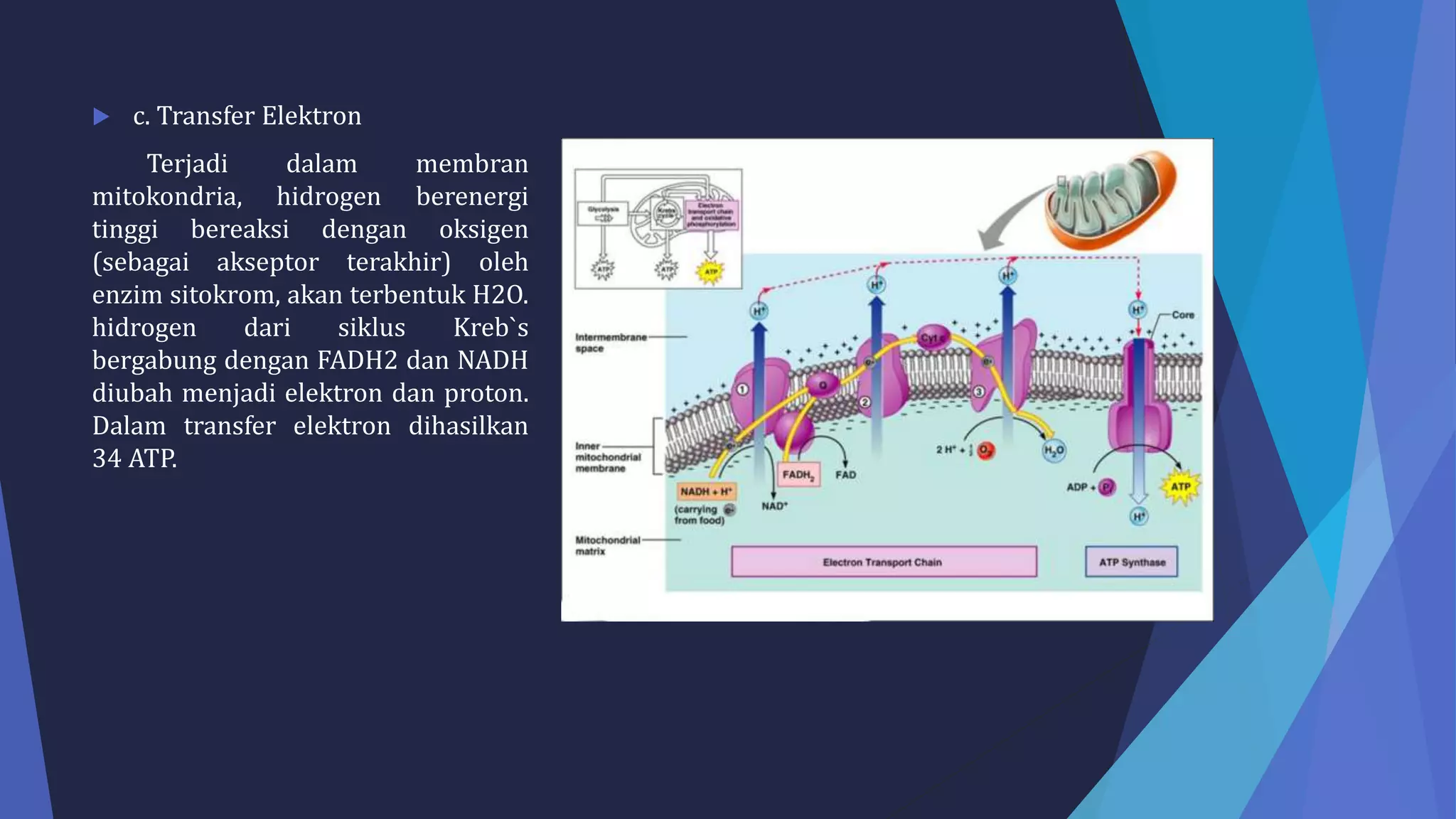 Biologi - Aerob (Kelas X) | PPTX