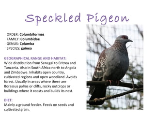 Bird beaks lesson | PPT