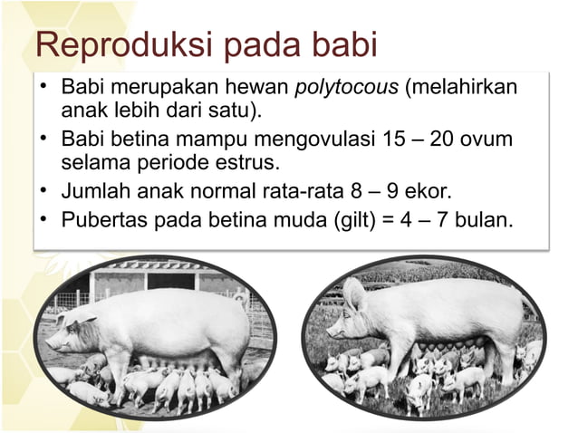 PP Budidaya Ternak Babi bahan penyuluhan kelompok tani.ppt