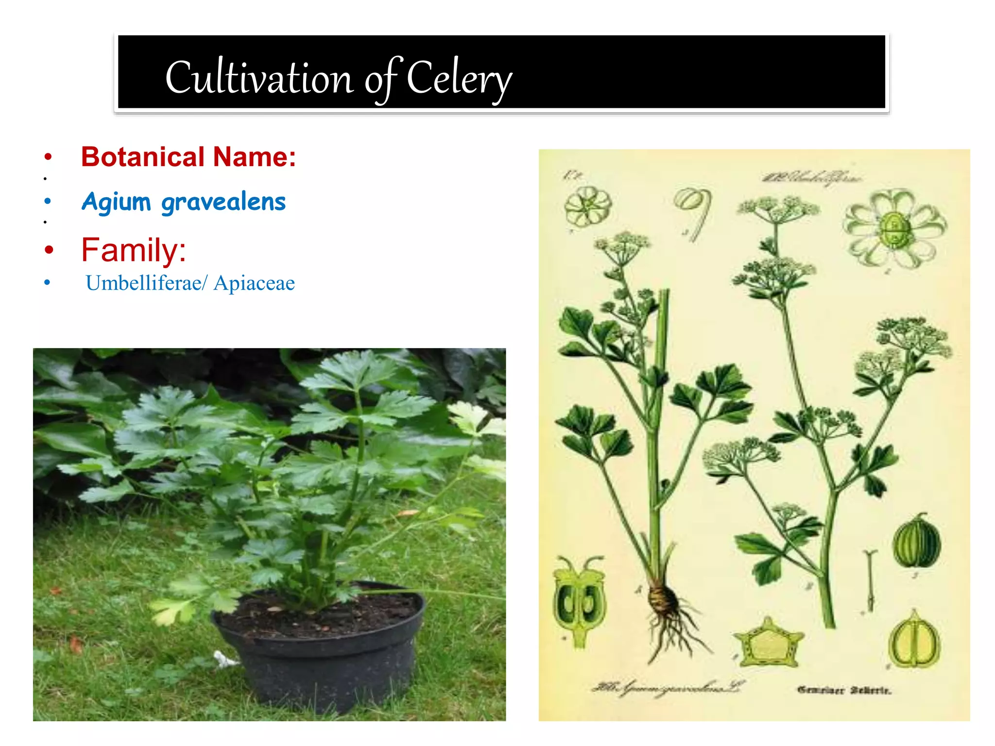 Cultivation of celery | PPTX