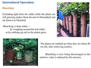 Cultivation of celery | PPTX