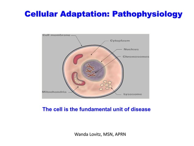 PP Cellular Adaptation .ppt