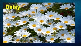 Alphabet - Letter D | PPTX