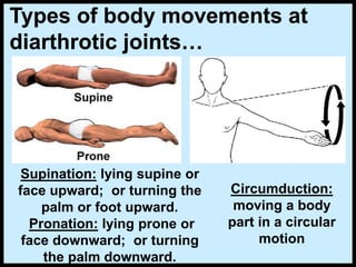 PPDA Lesson 1_Skeletal Anatomy.pptx