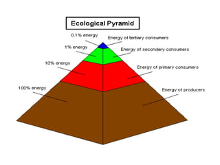 PP Energy Flow and Trophic Levels3 ppt hw | PPT