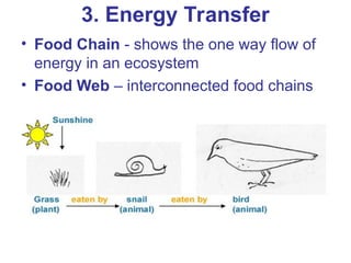 PP Energy Flow and Trophic Levels3 ppt hw | PPT