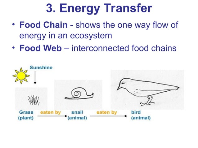 PP Energy Flow and Trophic Levels3 ppt hw | PPT