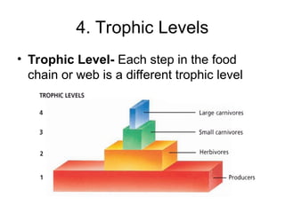 PP Energy Flow and Trophic Levels3 ppt hw | PPT