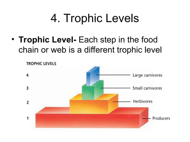 PP Energy Flow and Trophic Levels3 ppt hw | PPT