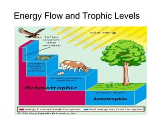 PP Energy Flow and Trophic Levels3 ppt hw | PPT