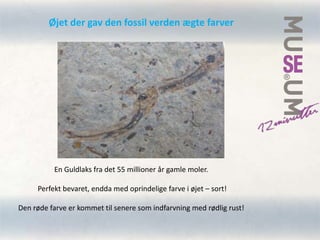 Farver og fossiler | PPTX