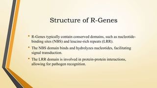 Resistance in plants through R-Genes mechanism.pptx