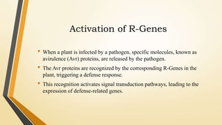Resistance in plants through R-Genes mechanism.pptx