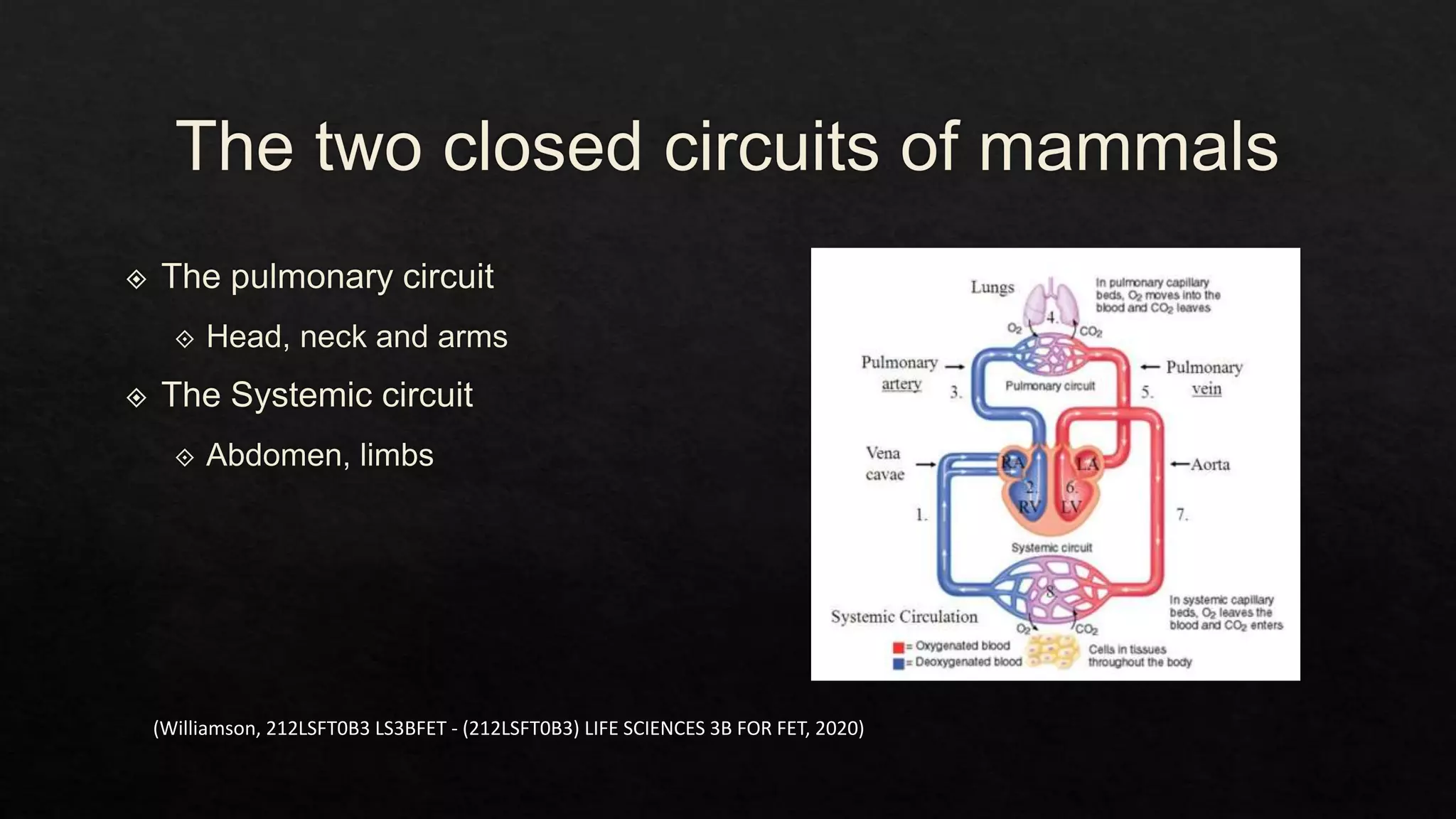 The circulatory system of mammals grade 9 ns | PPT
