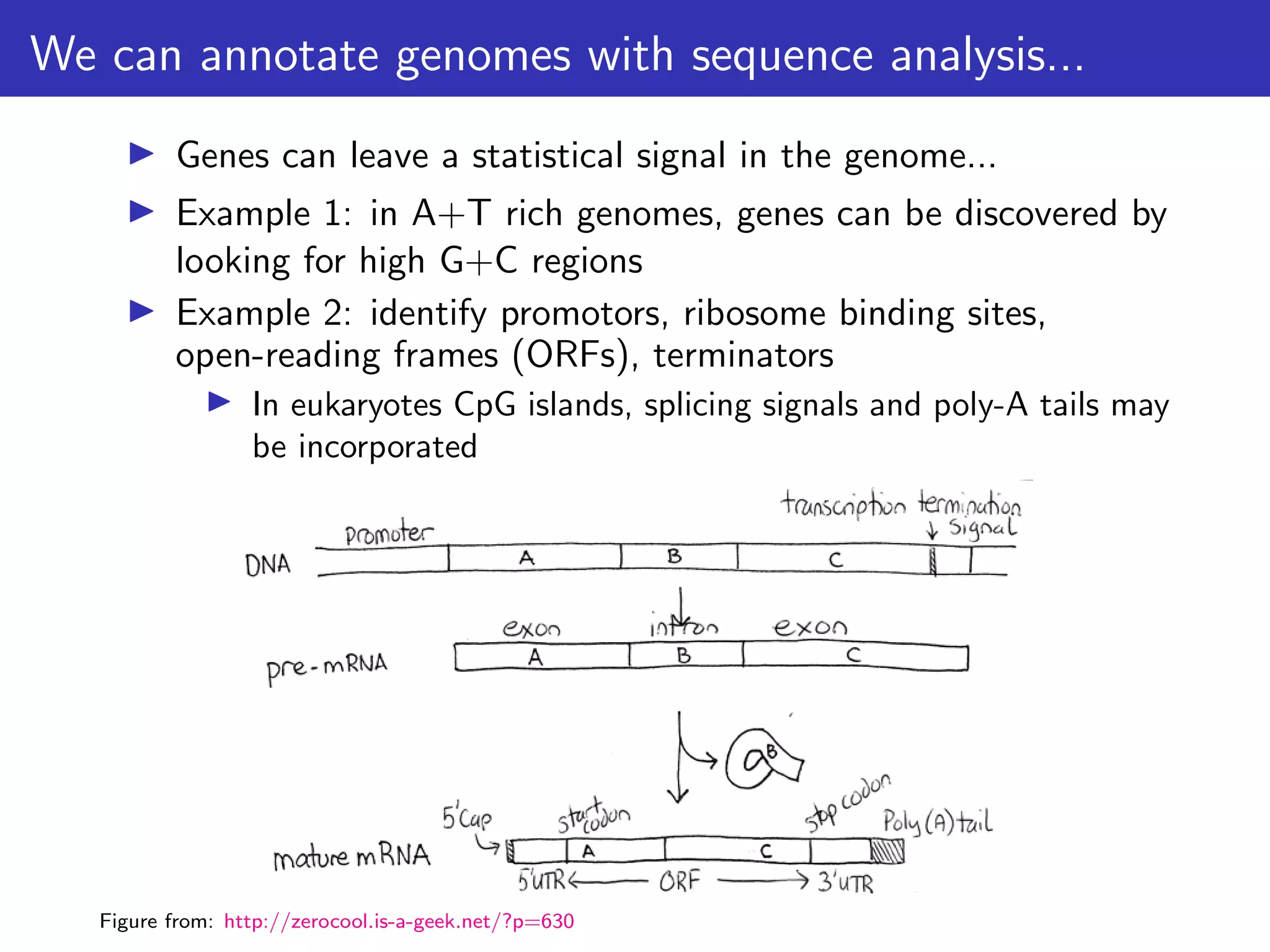ppgardner-lecture04-annotation-comparativegenomics.pdf