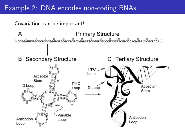 ppgardner-lecture04-annotation-comparativegenomics.pdf