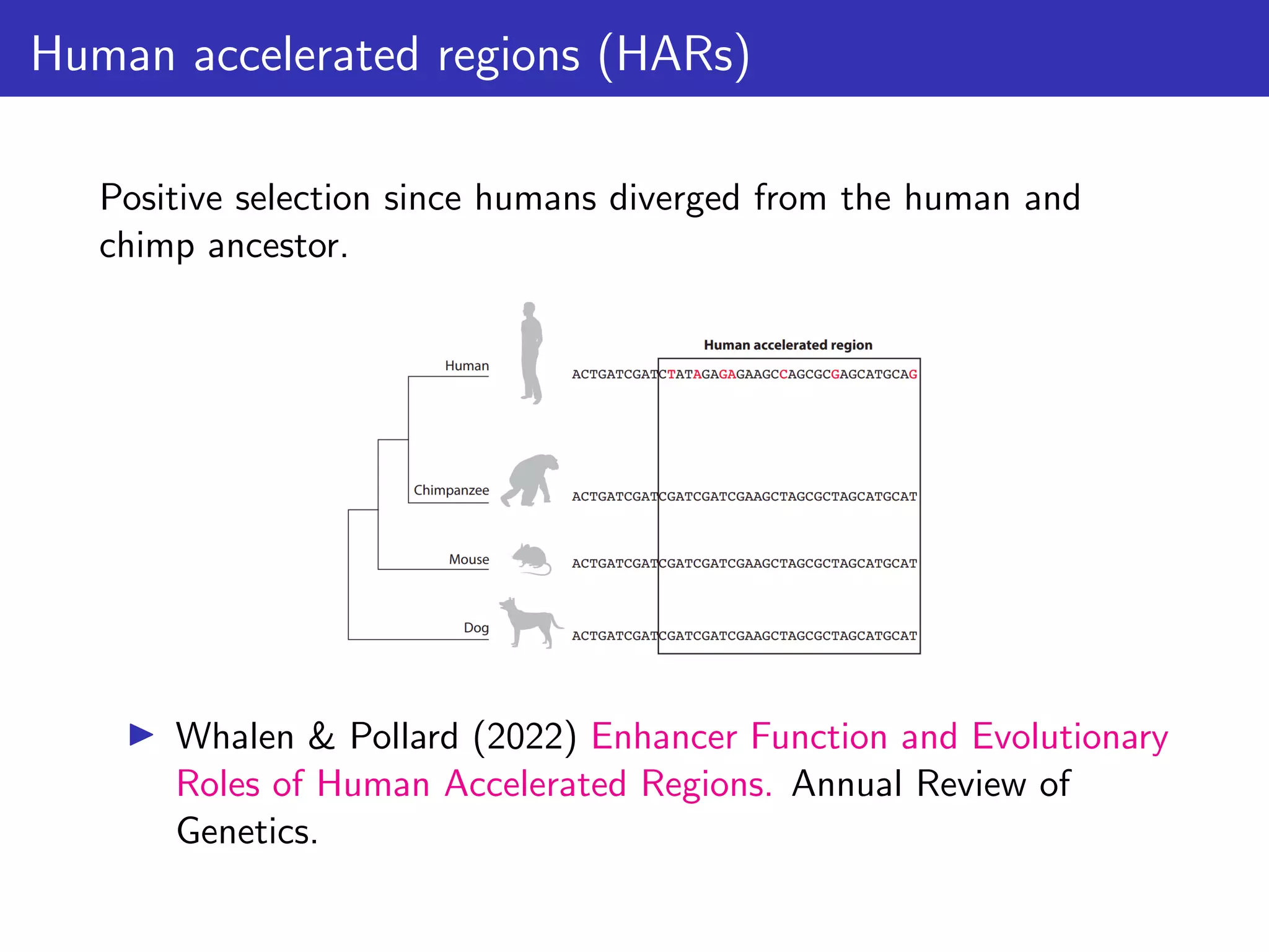 ppgardner-lecture07-genome-function.pdf