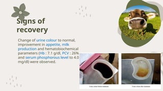 Postparturient hemoglobinuria in cattle.pptx