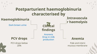 Postparturient hemoglobinuria in cattle.pptx