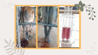 Postparturient hemoglobinuria in cattle.pptx