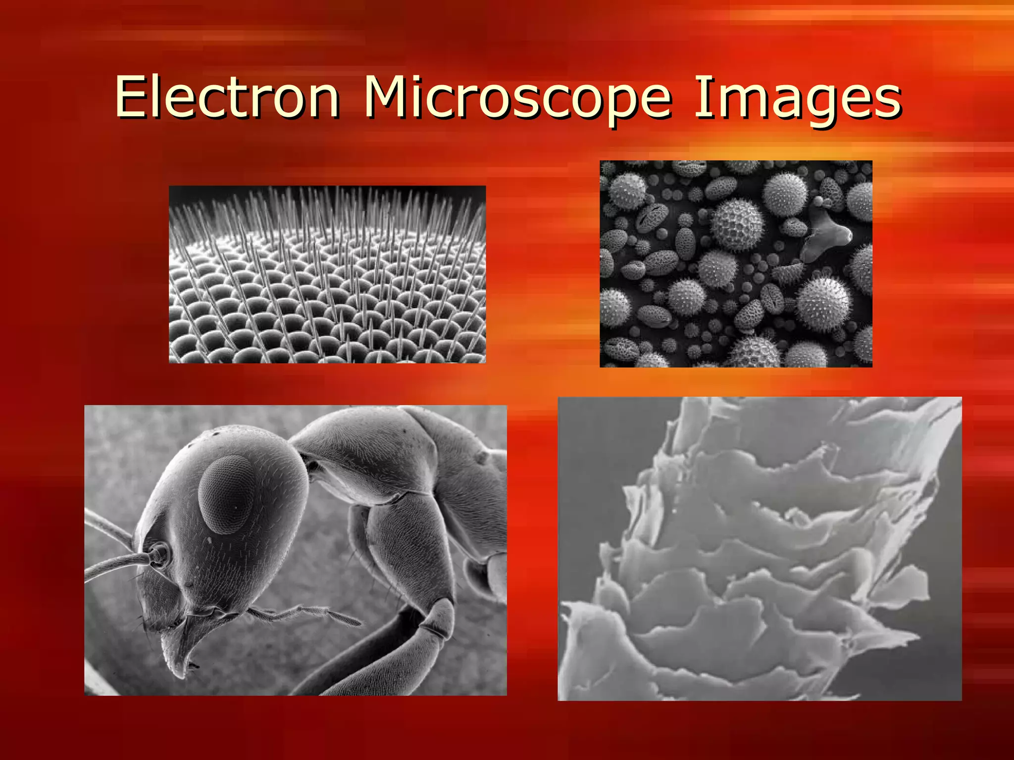 History of the Microscope | PPT