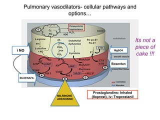 PPHN -pathophysiology and management | PPTX