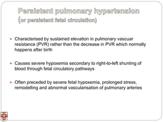 Pphn management | PPSX